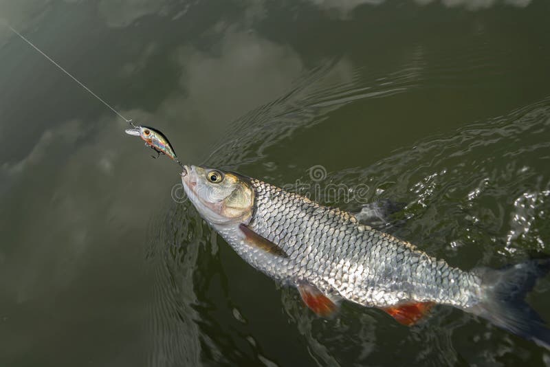 Chub Fish on Hook in Water. Chub Fishing Stock Image - Image of hook ...