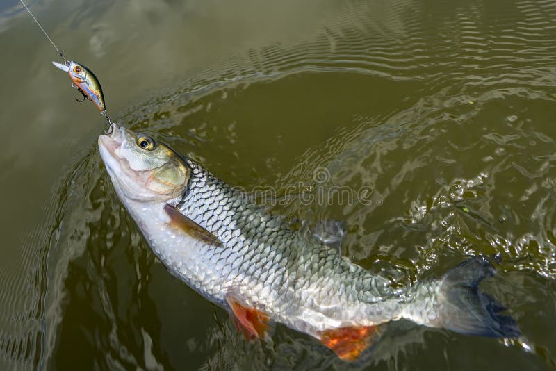 Chub Fish Hook Water Fishing Crankbait Stock Photos - Free & Royalty ...