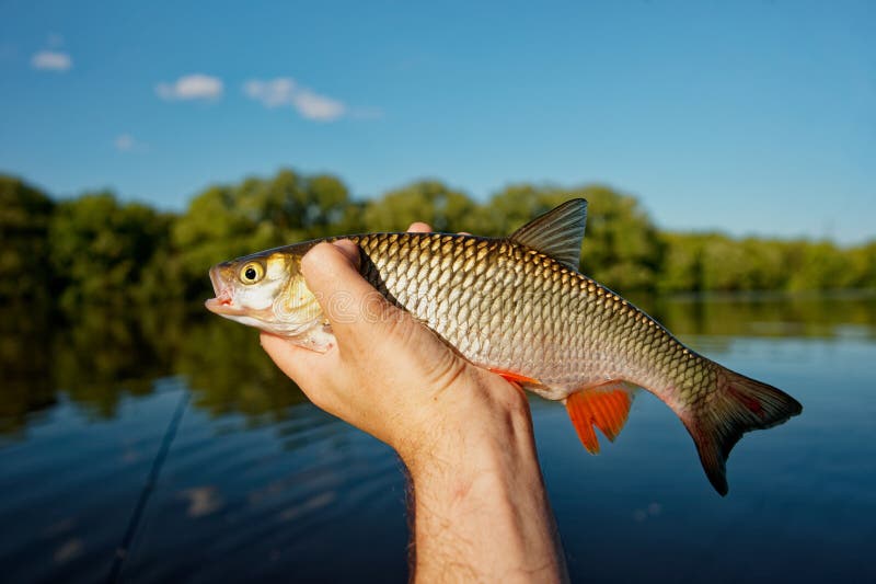 Chub in Fisherman S Hand, Summer Day Stock Photo - Image of bobber ...