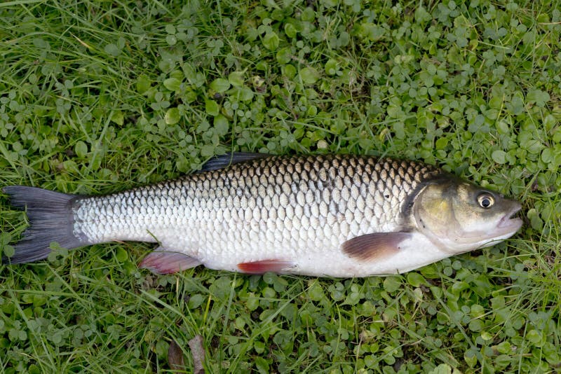 Chub, the Freshwater Fish in Detail Stock Image - Image of water ...