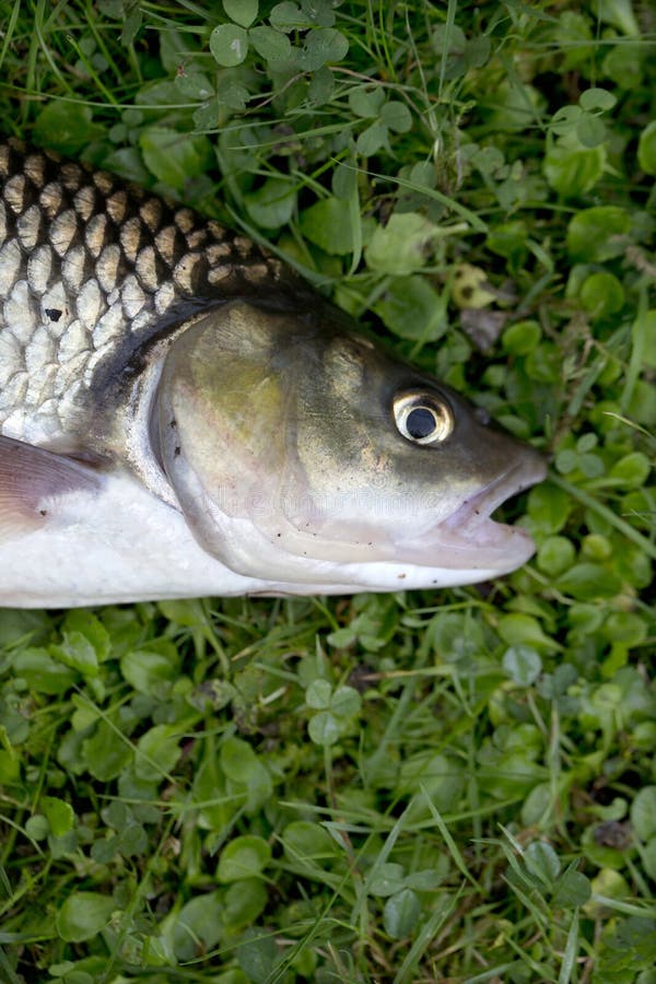 Chub, the Freshwater Fish in Detail Stock Image - Image of grass, bass ...