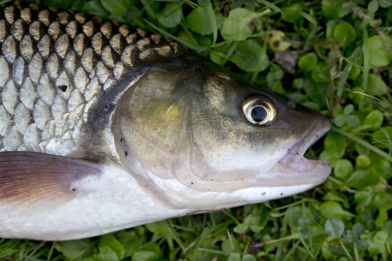 Chub, the Freshwater Fish in Detail Stock Image - Image of detail ...