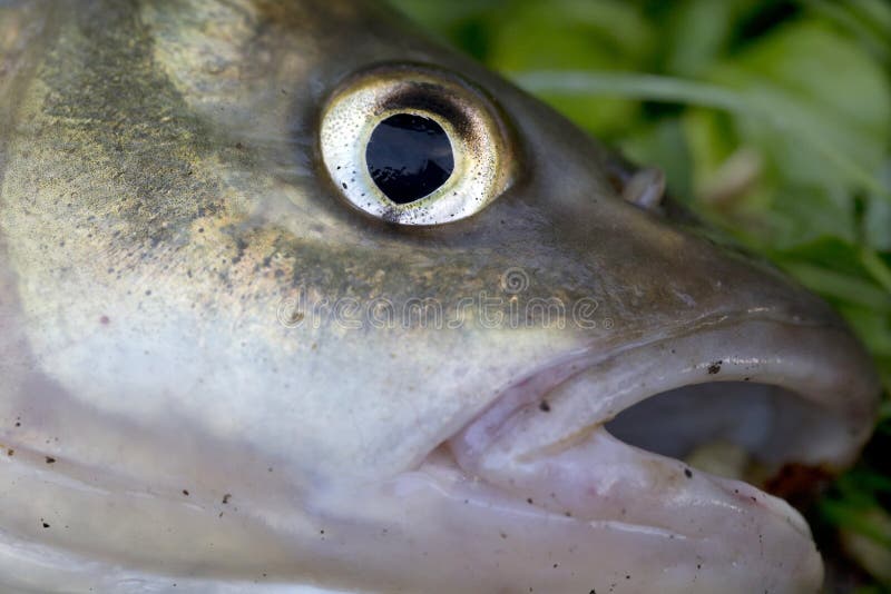 Chub, the Freshwater Fish in Detail Stock Photo - Image of water, lake ...