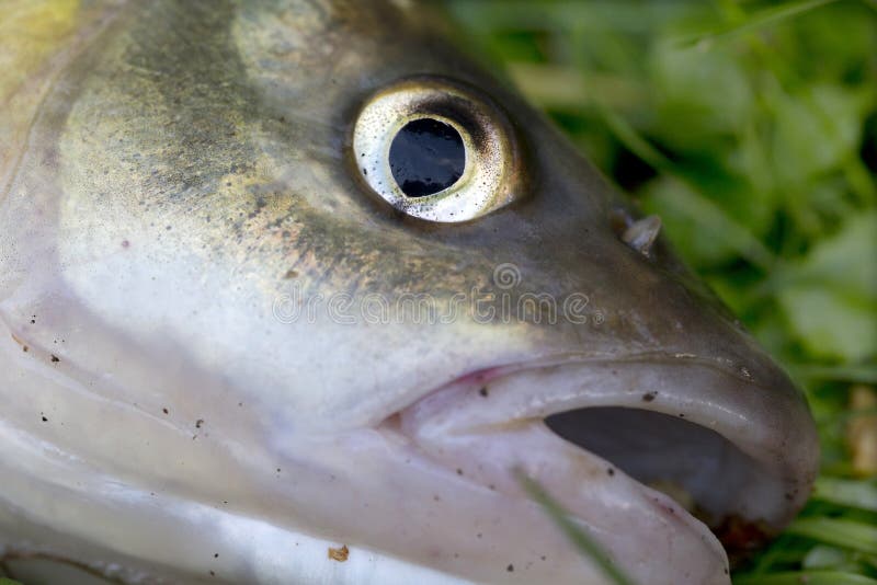 Chub, the Freshwater Fish in Detail Stock Photo - Image of freshwater ...