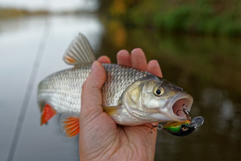 Chub with Plastic Bait in Mouth Stock Photo - Image of chub, fish: 80152100