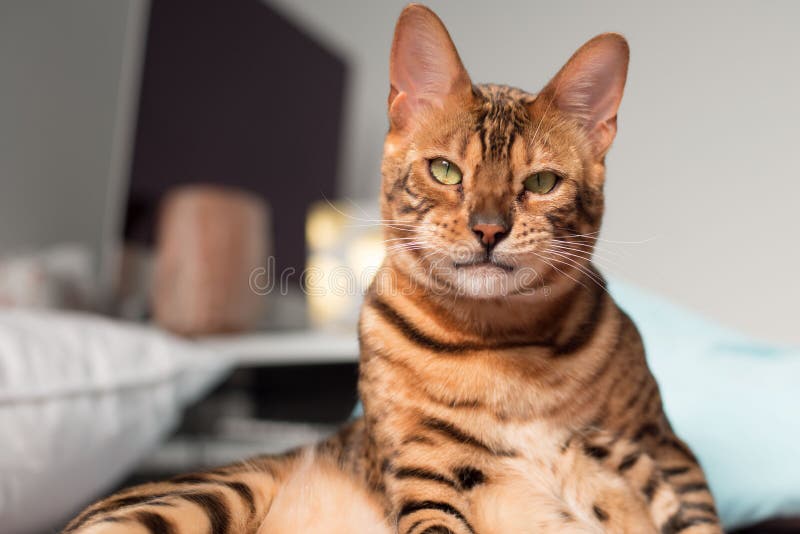 Bengal Cat making a face stock image. Image of feline - 145741889