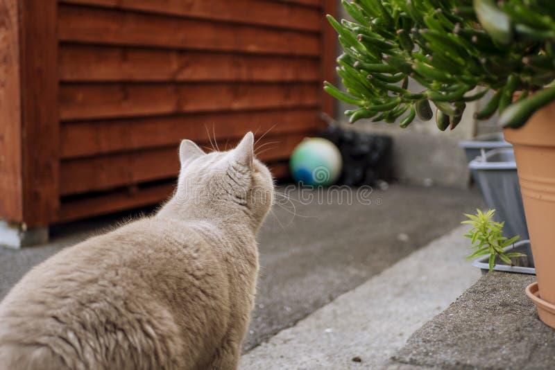Chubby British Short Hair House Cat Walking Outside Home Stock Photo ...