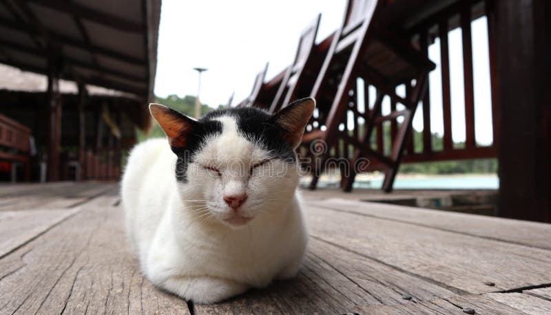 Chubby Cat Lying Down on the Rustic Timber Floor Stock Image - Image of ...