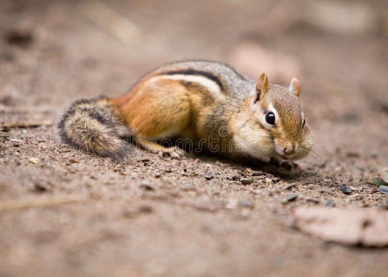 Chubby Cheek Chipmunk stock image. Image of nature, furry - 3221213