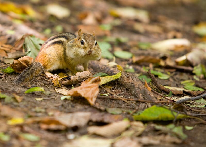 Chubby Cheek Chipmunk stock image. Image of stripes, small - 3510383