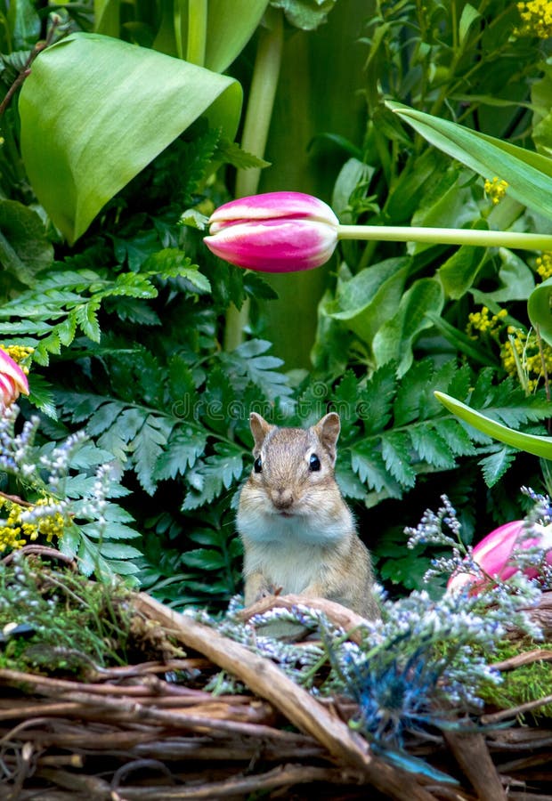 Chipmunk Peeks Out from Behind White Spring Flowers Stock Image - Image ...