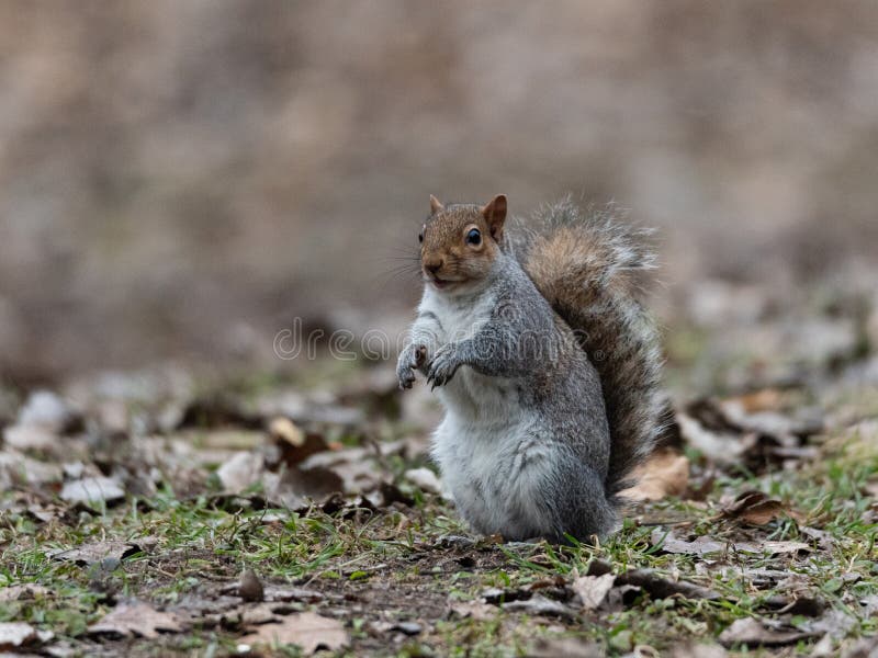 Grumpy Squirrel Stock Photos - Free & Royalty-Free Stock Photos from ...