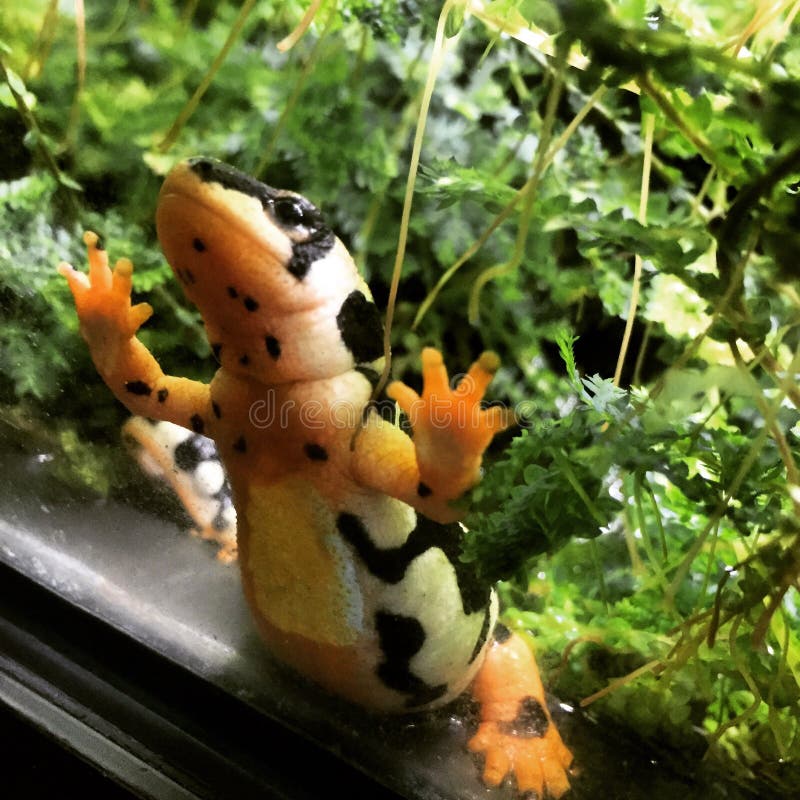 Chubby lizzy 2 stock image. Image of lizzy, chubby, lizard - 50653671