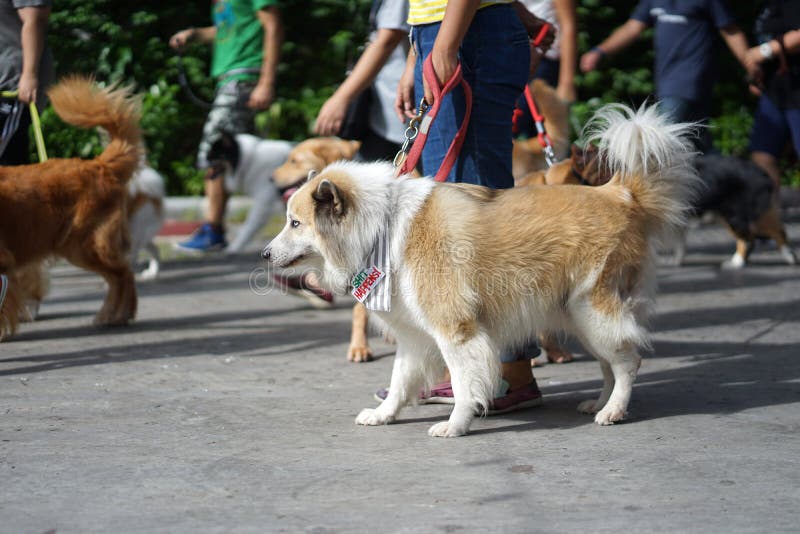 Mixed Breed Dog Walking Side by Side with His Owner Stock Photo - Image ...