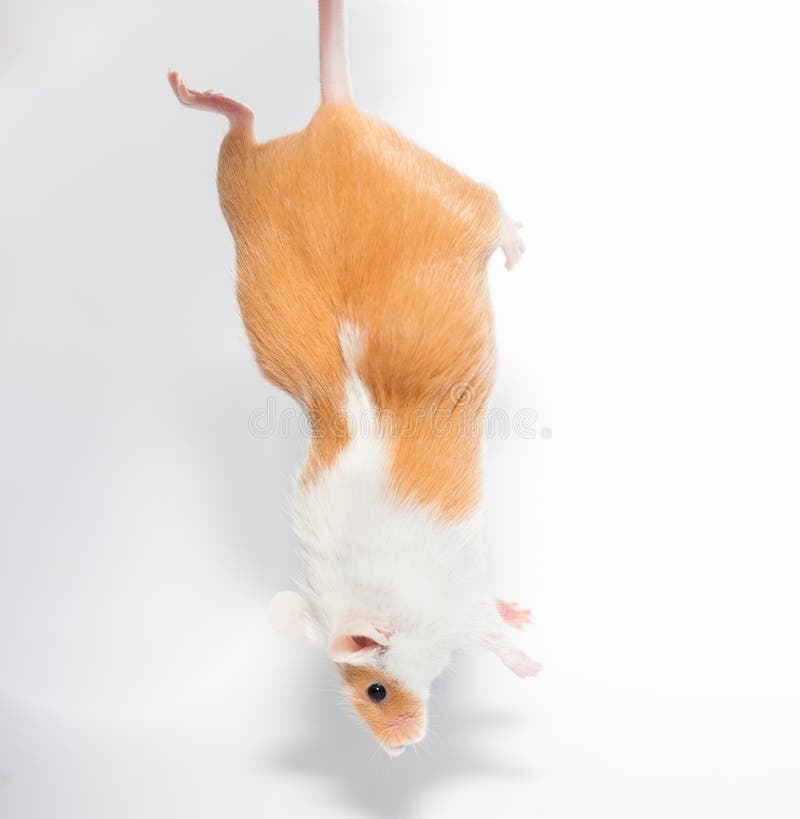 Orange Spotted Mouse Hanging, Held by the Tail Stock Photo - Image of ...