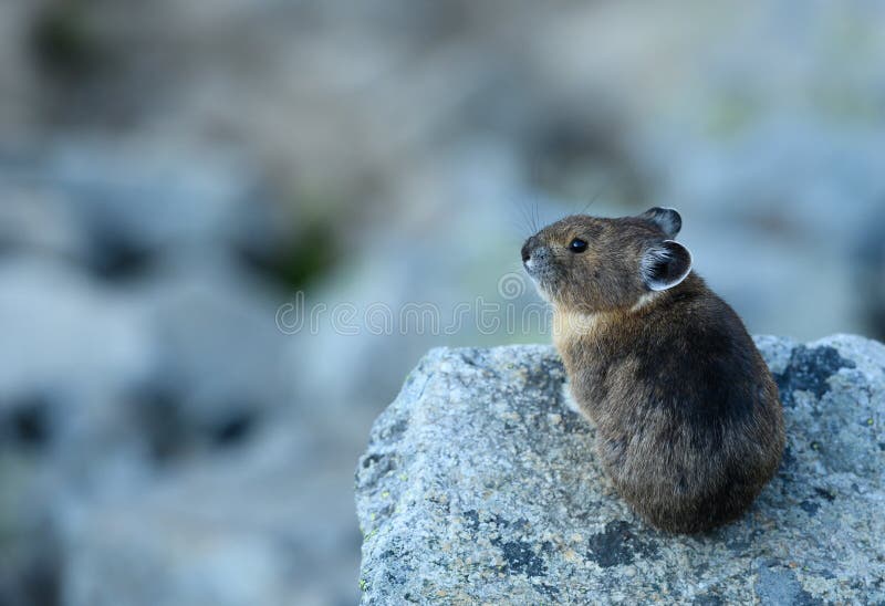 Pika on a Rock in Rocky Mountain National Park Stock Image - Image of ...