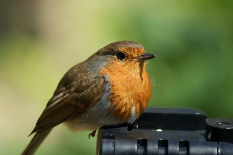 Chubby robin redbreast stock photo. Image of bird, comfortable - 15175762