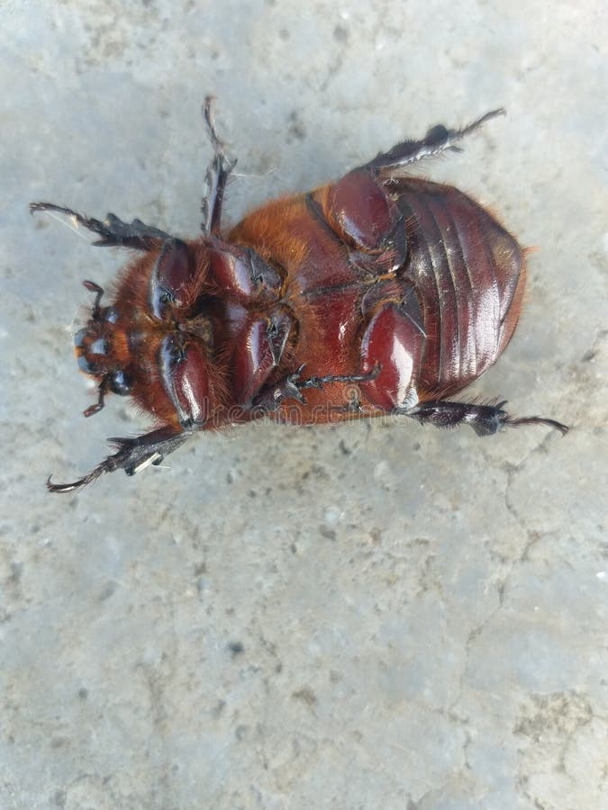 Beetleinsecte Stock Photos - Free & Royalty-Free Stock Photos from ...