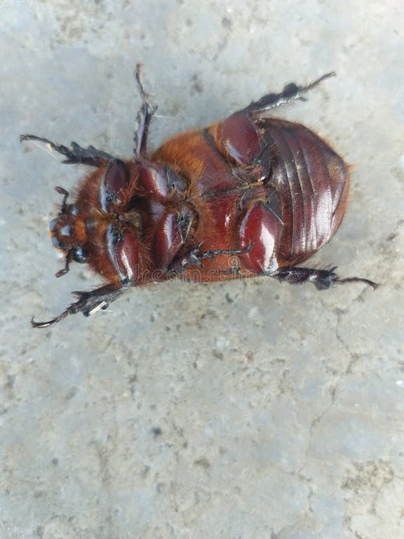 The Chubby and Slow Brown Beetle,insect? Stock Photo - Image of chubby ...