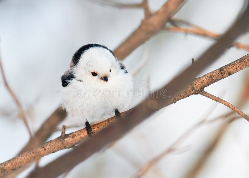 Chubby White Bird Titmouse Sitting in a Winter Forest Stock Image ...