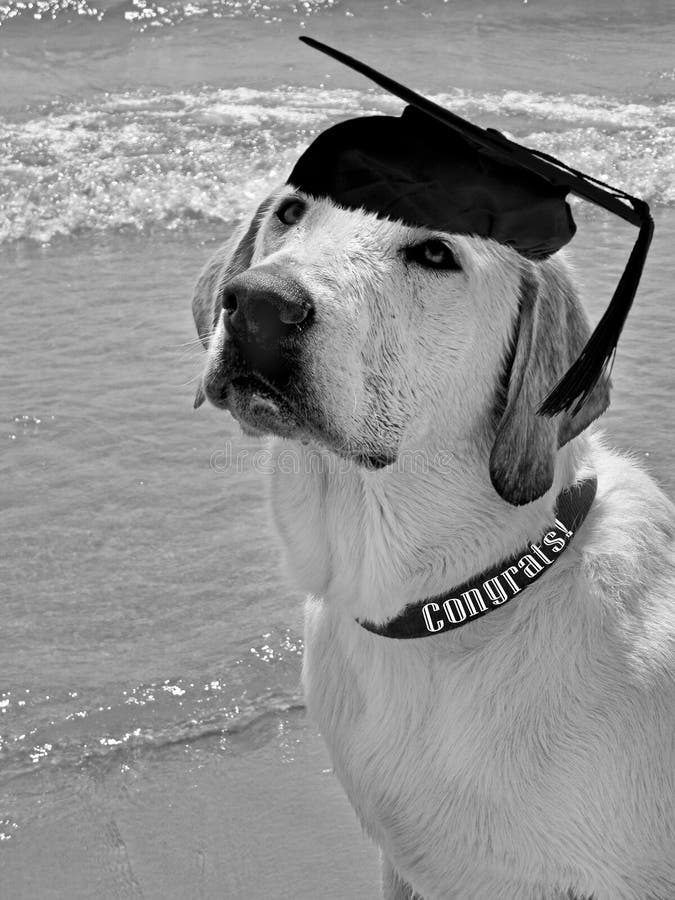 332 Perro Graduado De La Graduación Fotos de stock - Fotos libres de ...