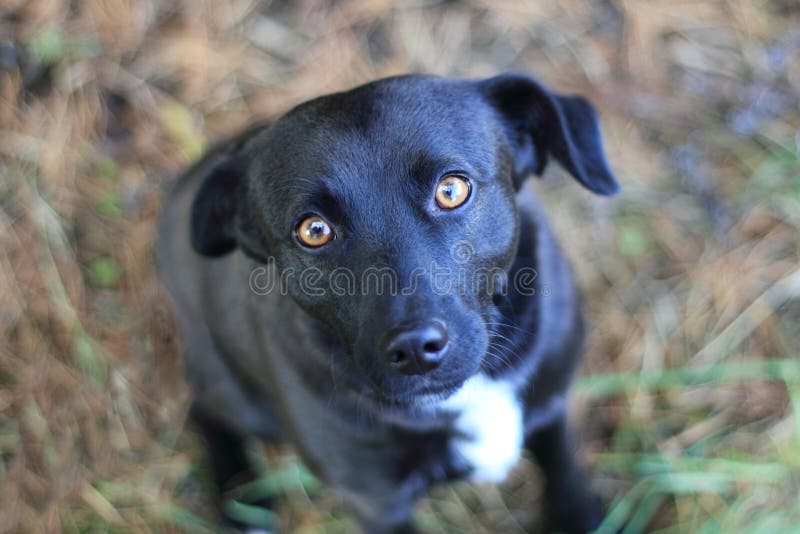Chucho lindo foto de archivo. Imagen de negro, mascota - 22166144