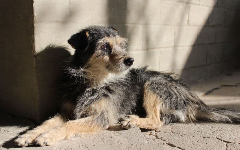 Chucho, Perro Del Patio Trasero Imagen de archivo - Imagen de perro ...