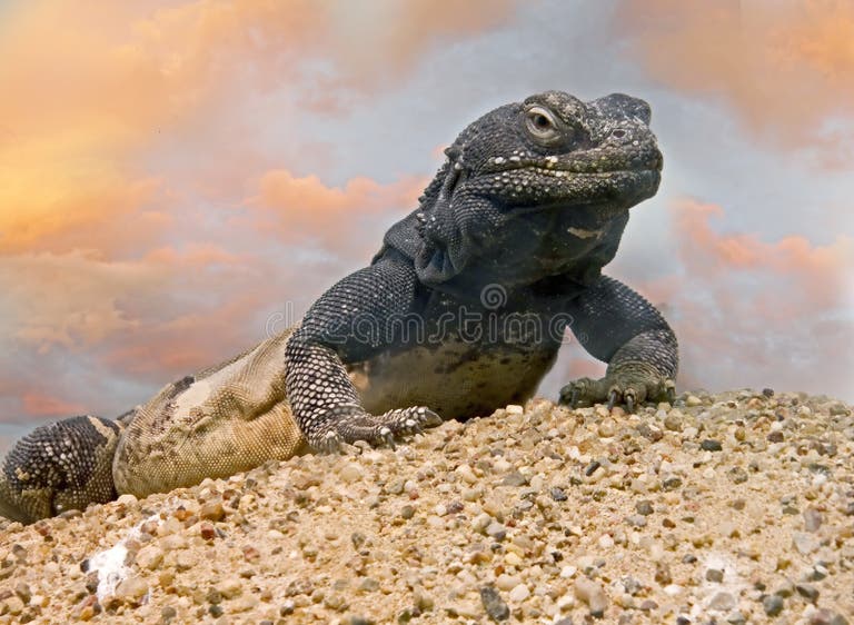 Chuckwalla 1 stock photo. Image of chuckwalla, environment - 5675878