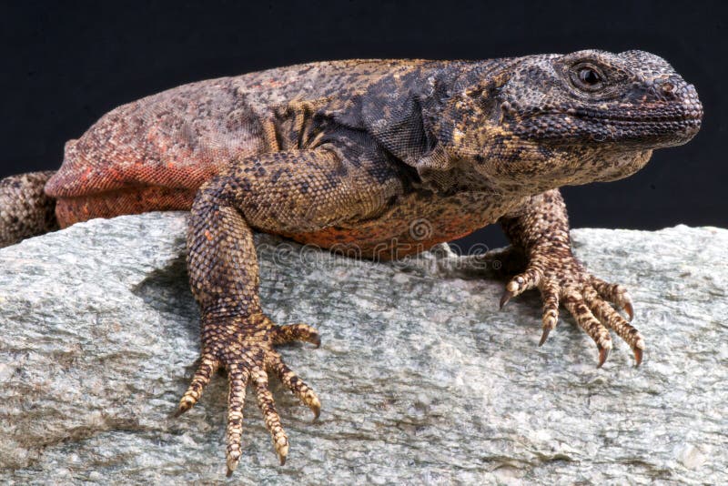 Chuckwalla stock image. Image of united, iguana, iguanid - 19547501