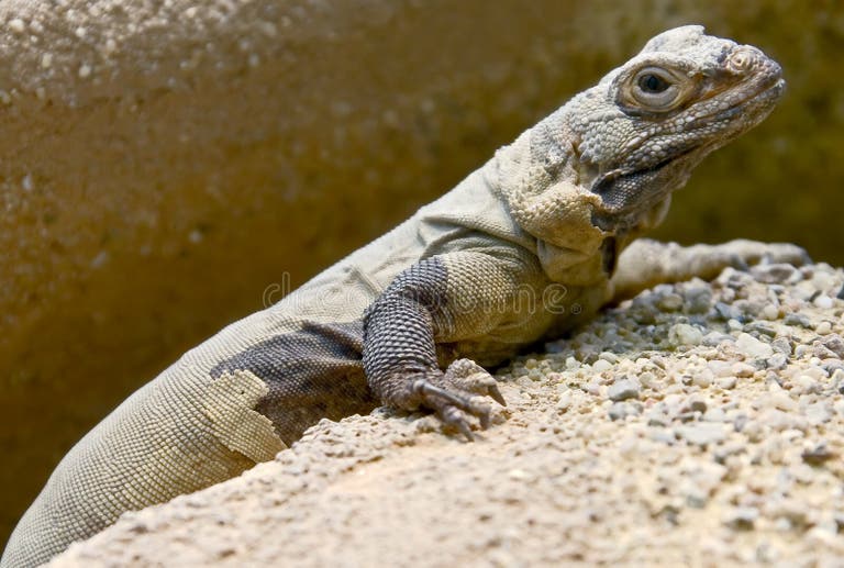 171 Chuckwalla Lizard Sauromalus Stock Photos - Free & Royalty-Free ...