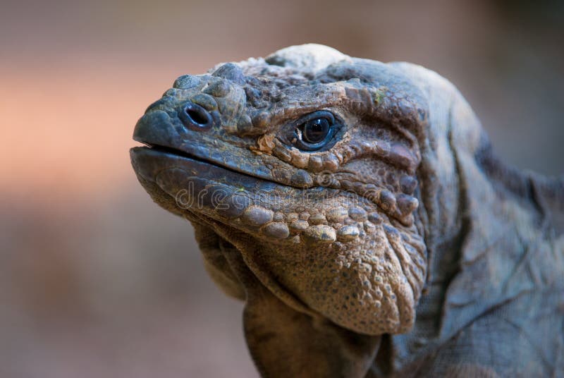 Chuckwalla stock photo. Image of reptile, iguanidae, brown - 25580284