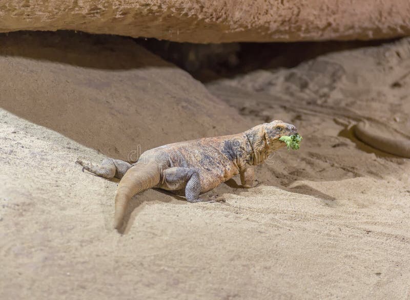 Chuckwalla in Desert Ambiance Stock Image - Image of desert, vertebrate ...