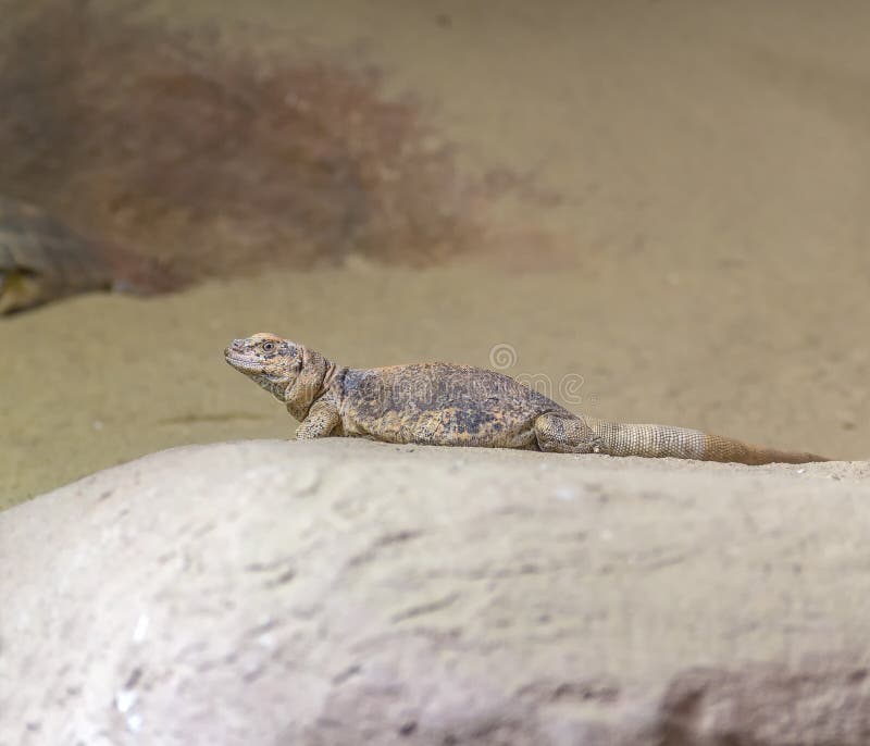 Chuckwalla in Desert Ambiance Stock Photo - Image of sauromalus ...