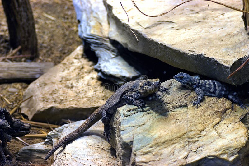 Sauromalus Desert Chuckwalla Lizard in St George Utah Stock Image ...