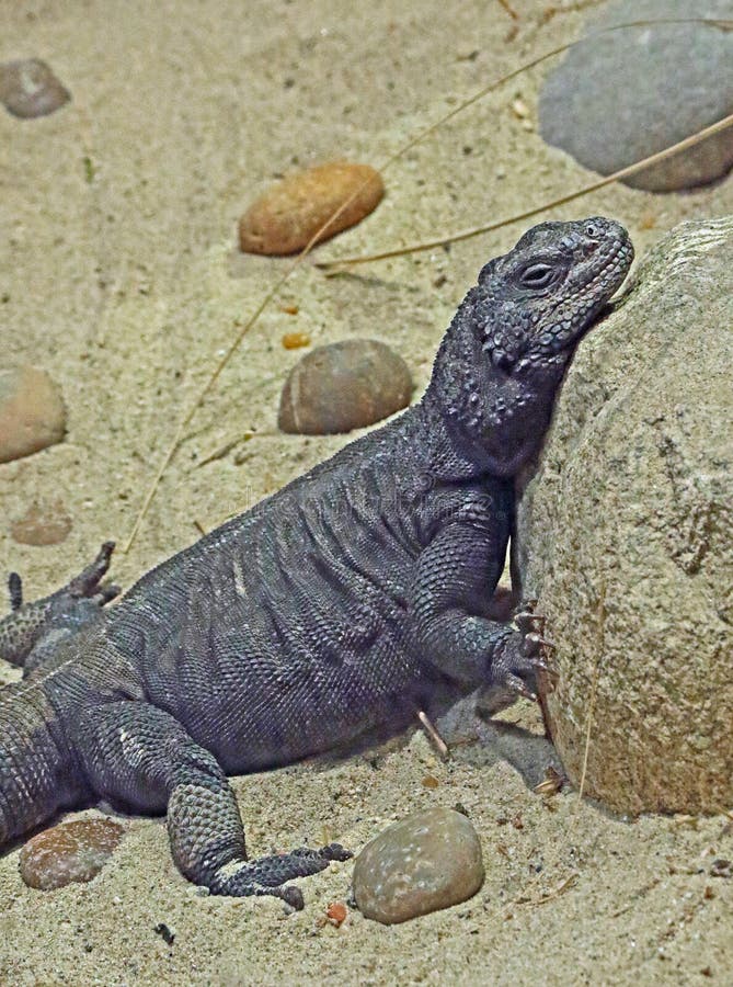 Chuckwalla stock image. Image of gray, body, nevada, arid - 34235983