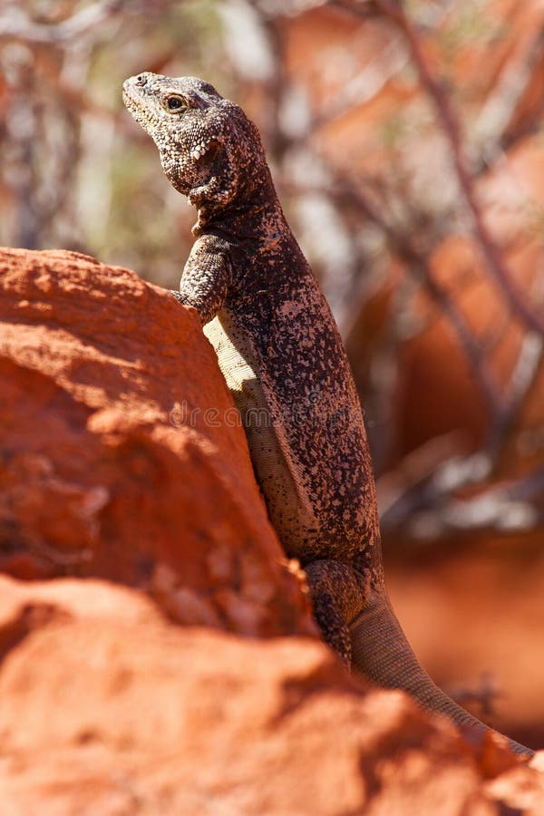 Chuckwalla Lizard on Red Rocks Stock Photo - Image of chuckwalla, fire ...