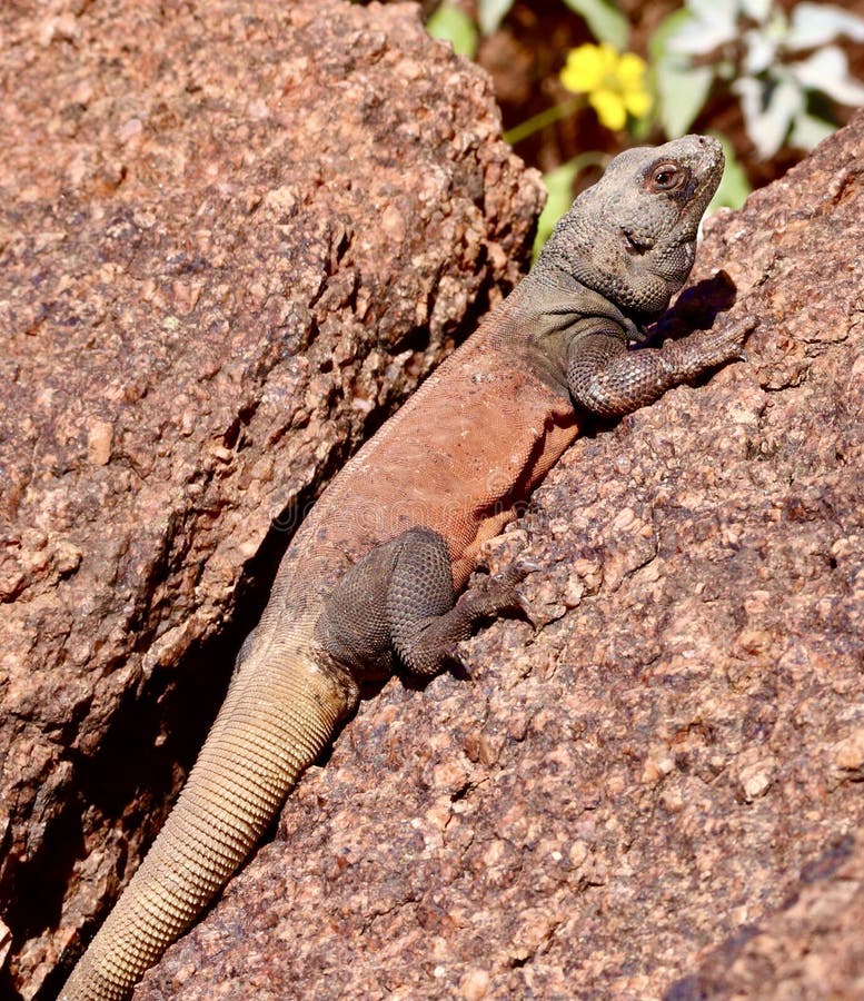 Chuckwalla lizard stock image. Image of sunbathing, side - 321260785