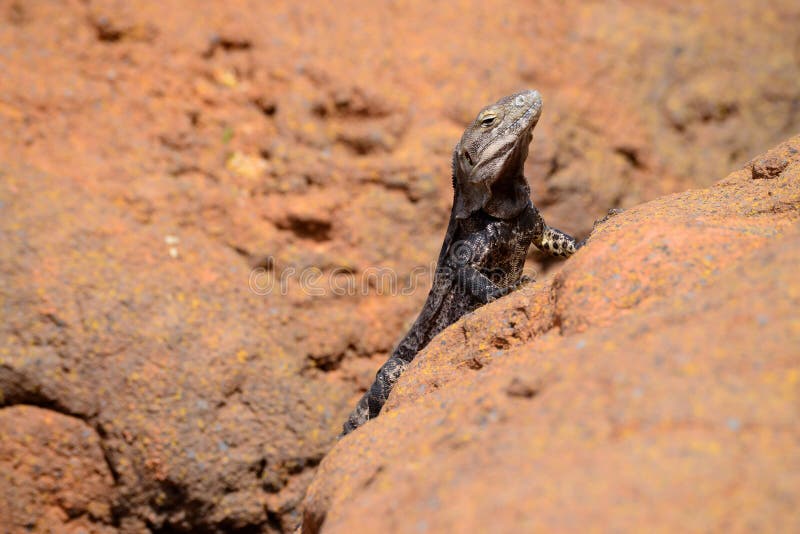 Chuckwalla Lizard Sunning on a Rock Stock Image - Image of arizona ...