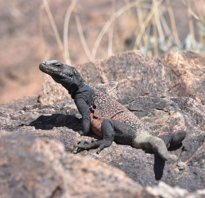A chuckwalla at the top stock image. Image of arizona - 166677673