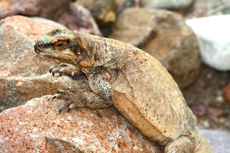 Chuckwalla Lizard, Sauromalus Obesus Stock Photo - Image of mojave ...