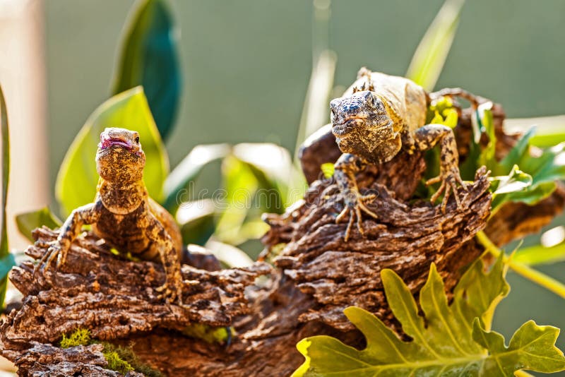 Chuckwallas on Branch stock photo. Image of reptilian - 62758870