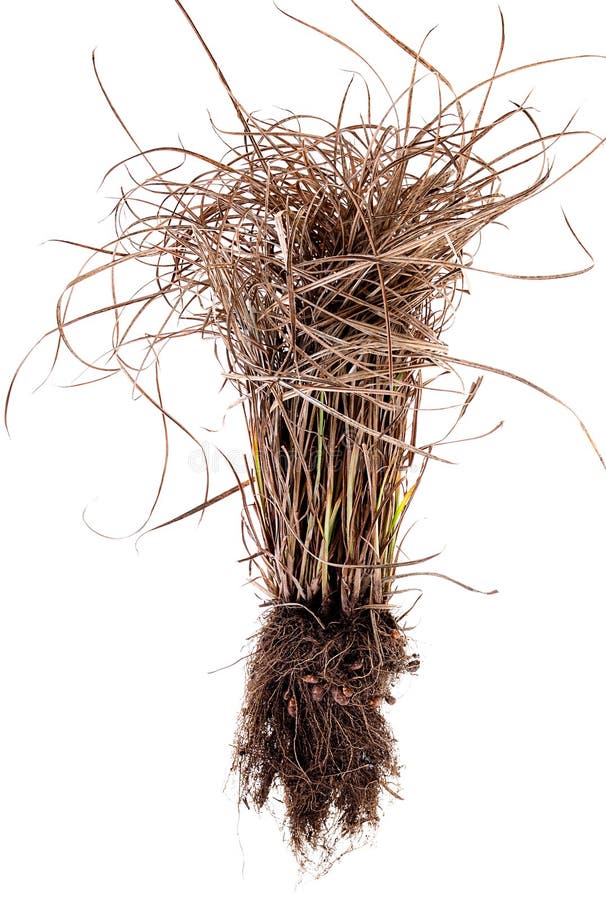 Grass with roots. stock photo. Image of plant, seedling - 91583198