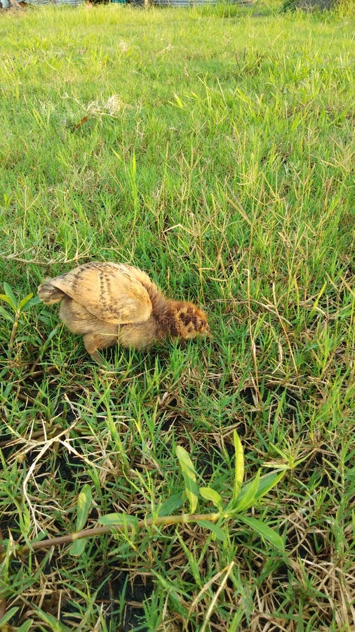 Chuja stock photo. Image of fields, village, feeding - 119648814