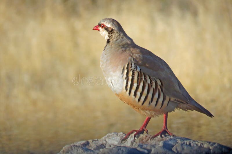 Chukar stock image. Image of animal, bird, capture, state - 84865837