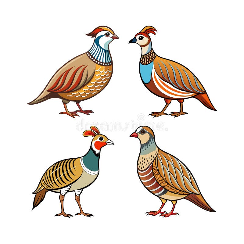 Chukar Coloring Animal Illustration Design Stock Vector - Illustration ...