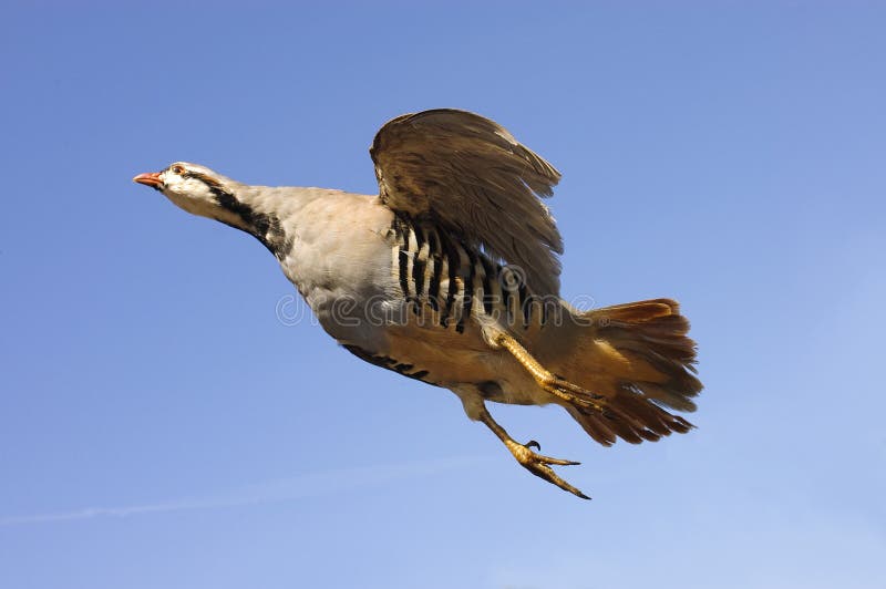 Single Chukar stock photo. Image of chukar, upland, partridge - 5317866