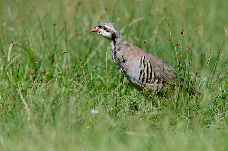Chukar Partridge (Alectoris Chukar) among Green Grasses Stock Image ...