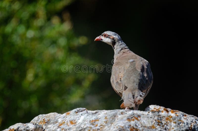 Chukar Partridge (Alectoris Chukar) on the Rock Stock Image - Image of ...