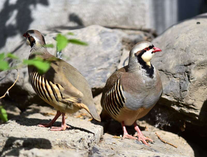 Chukar Partridge stock photo. Image of branches, decoration - 40005282
