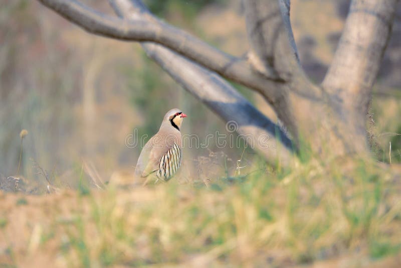 Chukar Partridge stock photo. Image of wild, life, chuckar - 179093152